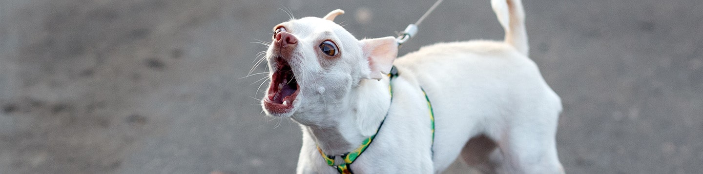 Tips for Avoiding a Dog Attack - 1800THELAW2