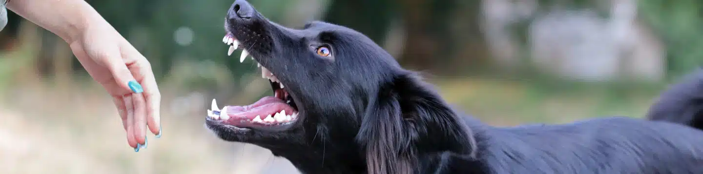 Tips for Avoiding a Dog Attack - 1800THELAW2